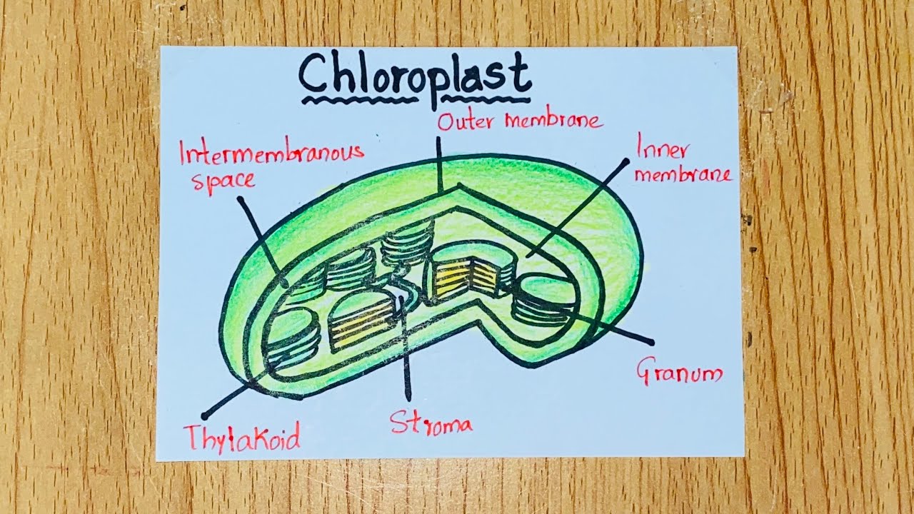 Chloroplast diagram | science journal diagram easy drawing | science ...