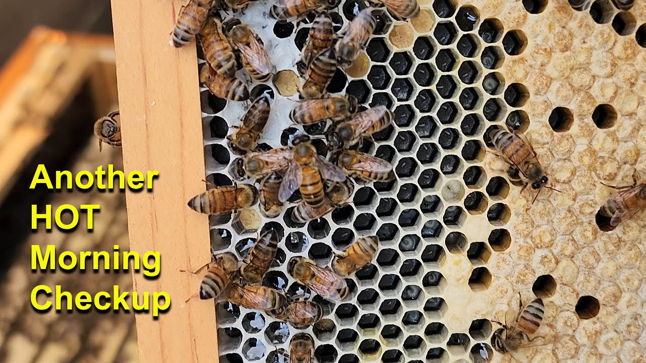 Bee Check 07/12/2024 - YouTube