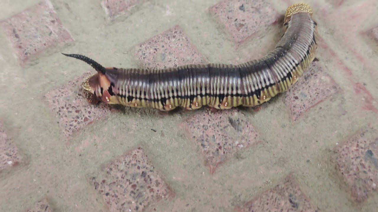 Monster insects 🐛🐛🐛 - YouTube