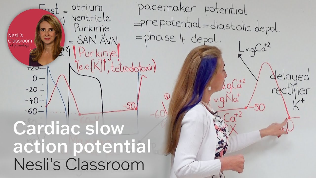 Cardiac slow action potential - YouTube
