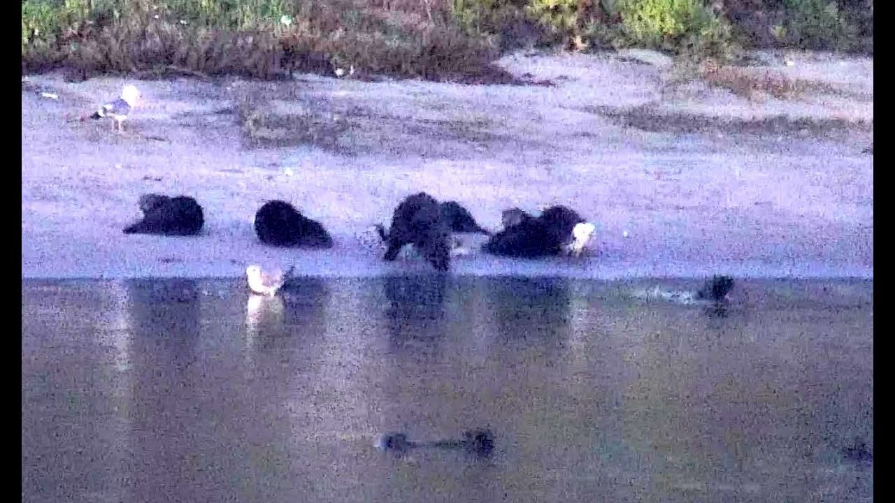 Sea Otters heading for their morning swim. Sea Otter cam. 07 February ...