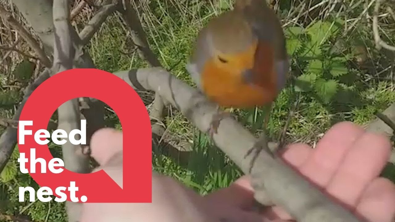 This bird lover has a cute way of passing the time - feeding robins by ...