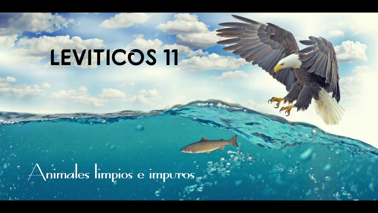 Levíticos 11 Animales puros e impuros - Tu palabra es verdad - YouTube