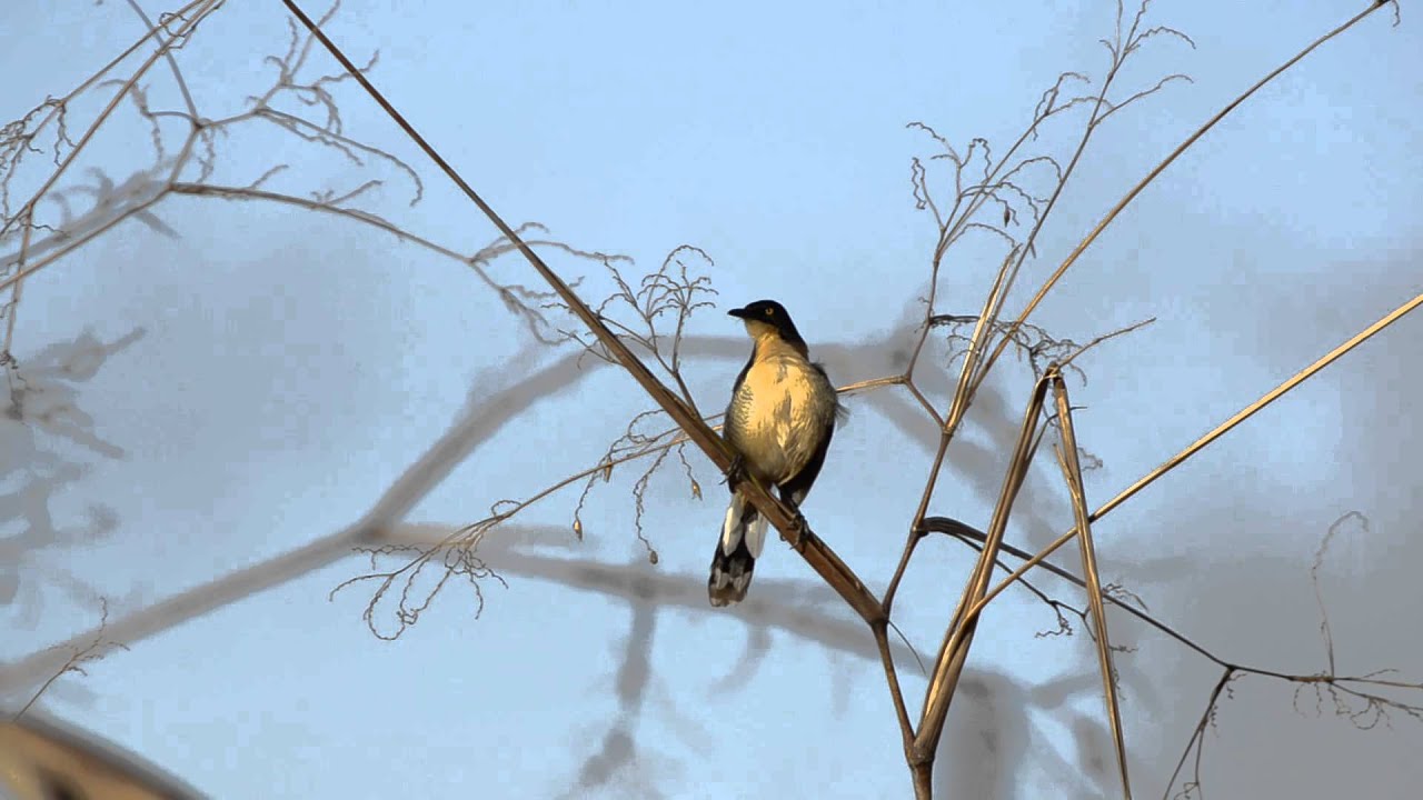 Bird of Suriname 2013 - YouTube