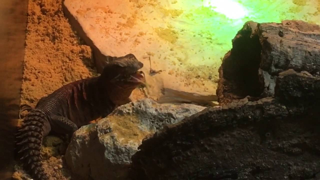 Ctenosaura defensor - YouTube