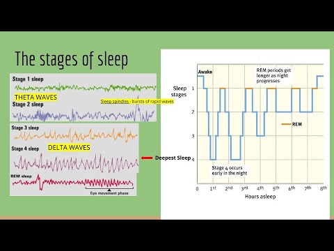 AP Psychology Myers Module 23 Review - YouTube