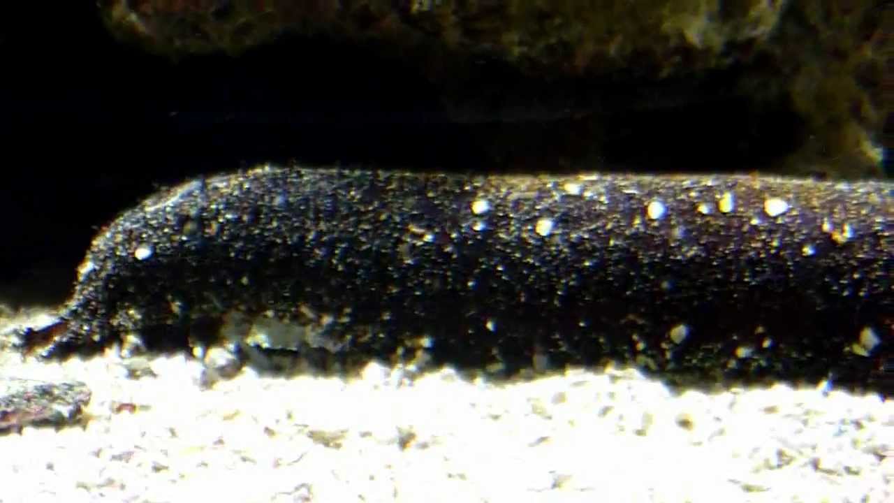 concombre de mer - YouTube