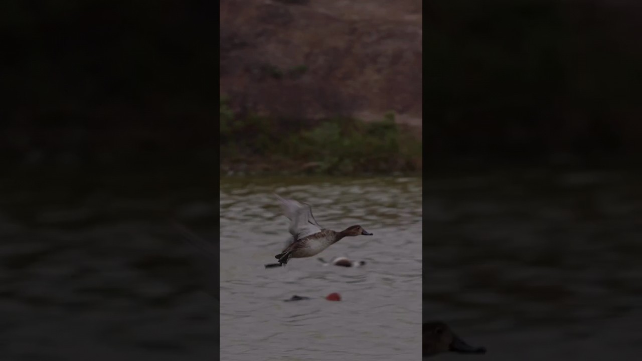 Crazy duck shot | Duck Hunting Video #duckhunting #waterfowlhunting # ...