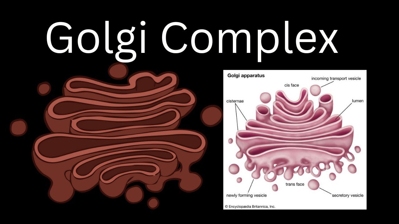 Golgi complex - YouTube