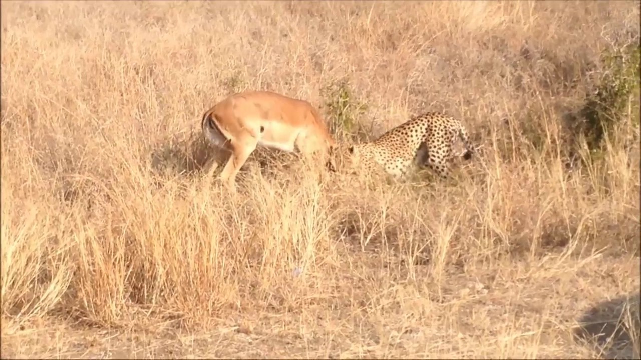 Cheetah Hunting Impala - YouTube