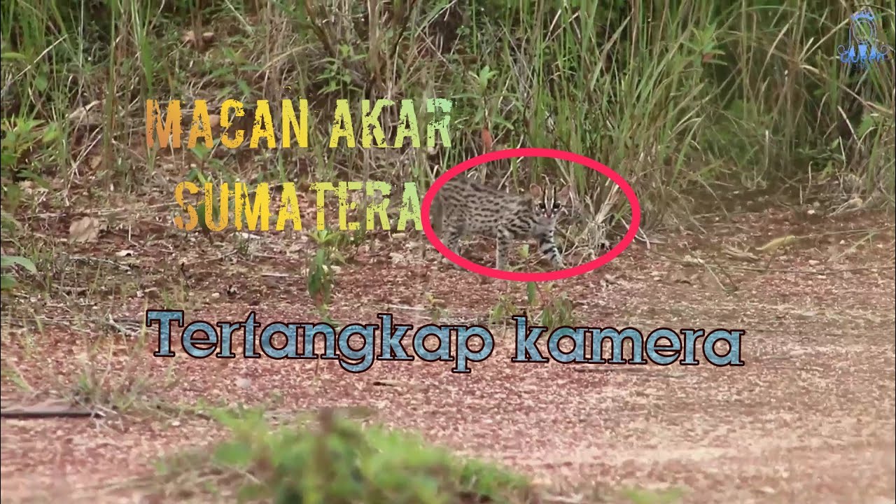 Blacan Kucing Hutan Sumatera - YouTube
