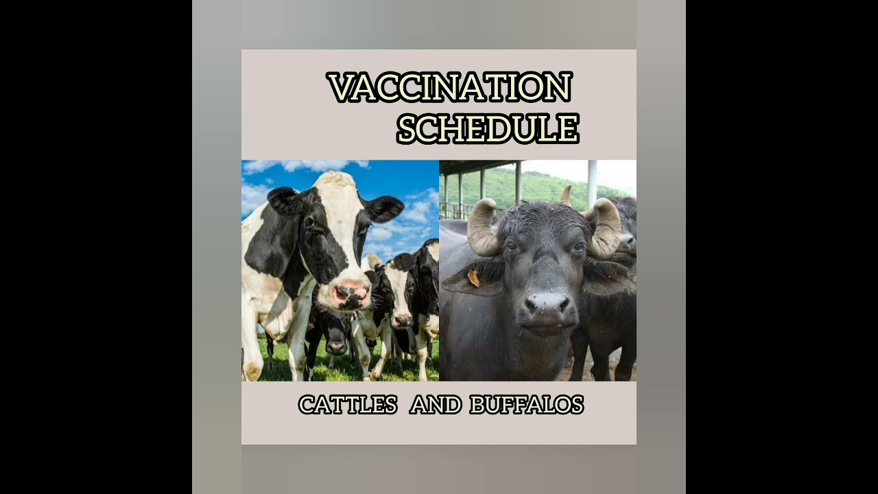 Cattle Vaccination Chart