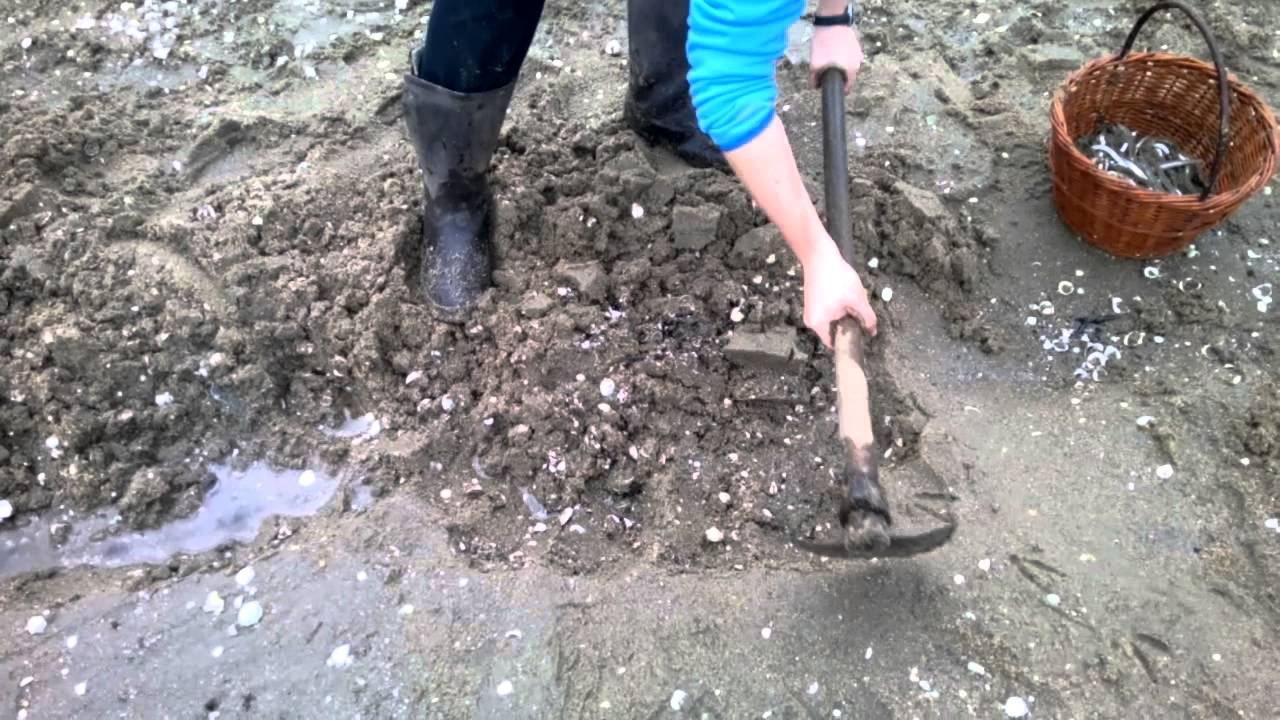 Pipions ...Outes - YouTube