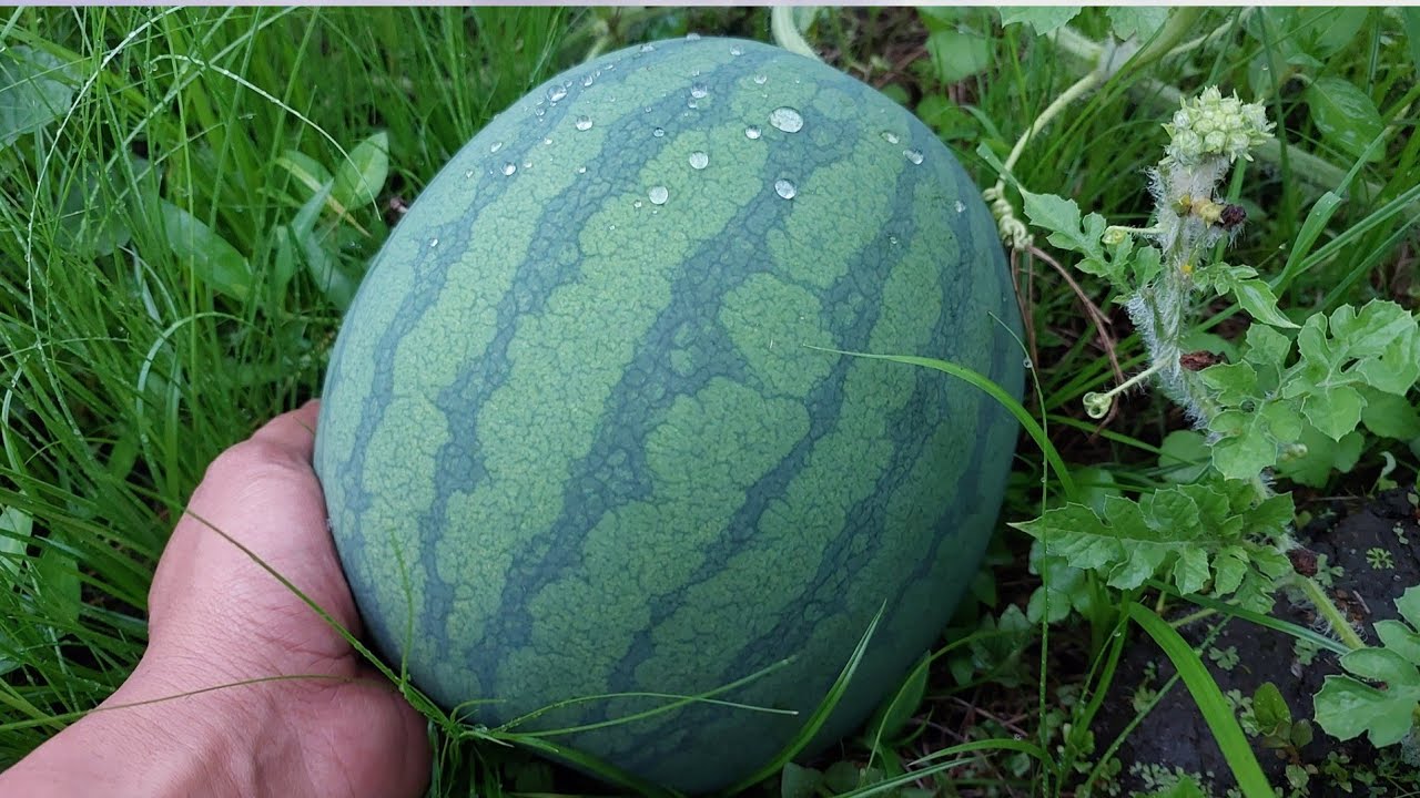 JUMBO Watermelon in 49 Days Old- 2 weeks before Harvest - YouTube