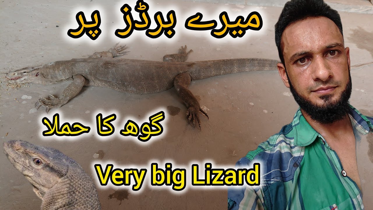 A Very Big Monitor Lizard Came To My House on My Birds 😲😲 - YouTube