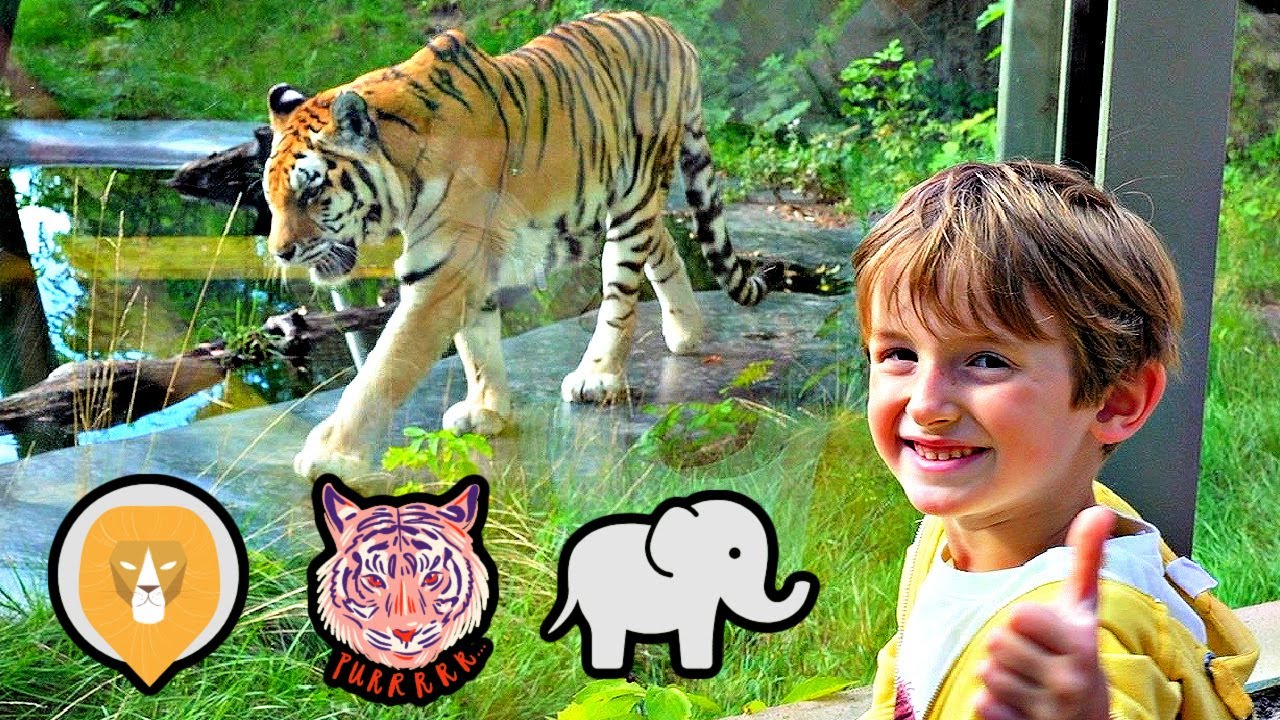 MARCEL W ZOO SPOTKANIE Z TYGRYSEM - YouTube