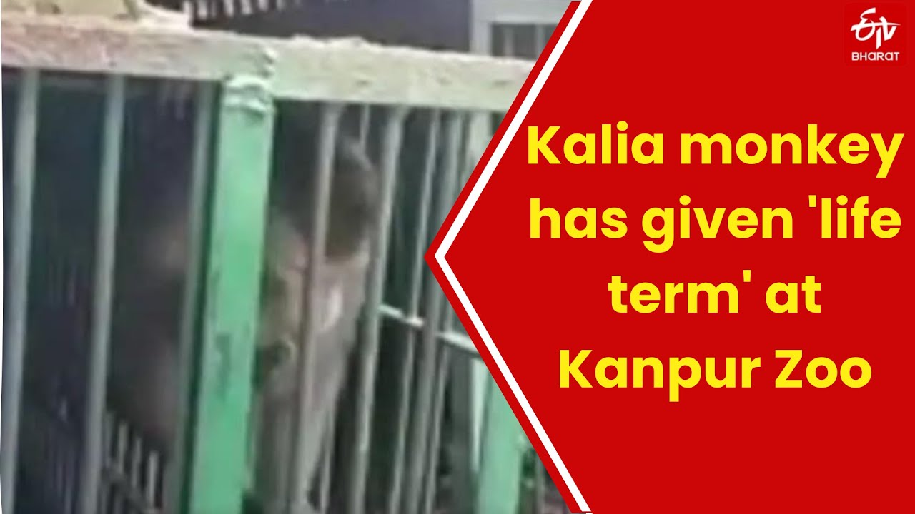 'Life term' for wolfish Kalia monkey in Kanpur zoo's solitary enclosure ...