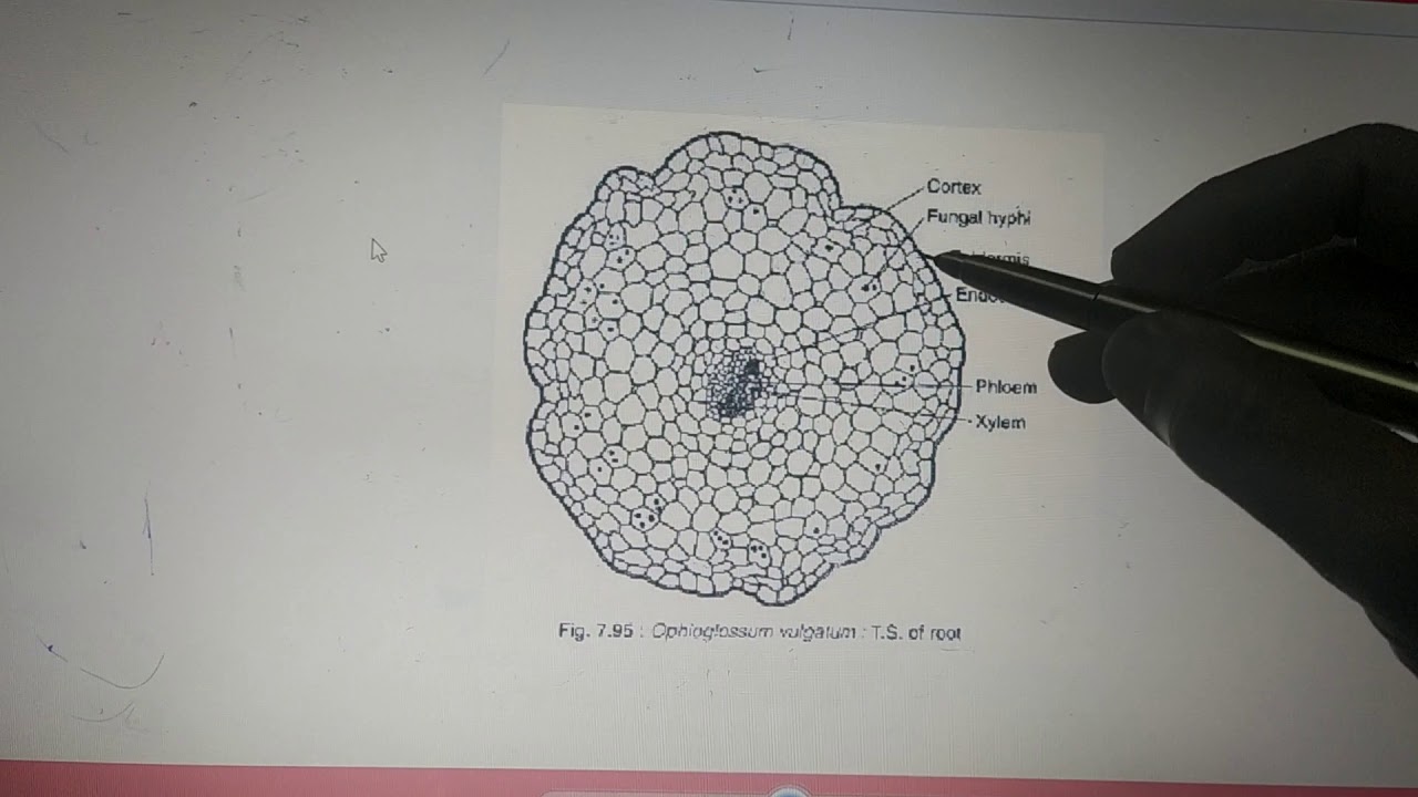 Vd:5 T.S of Ophioglossum Root - YouTube