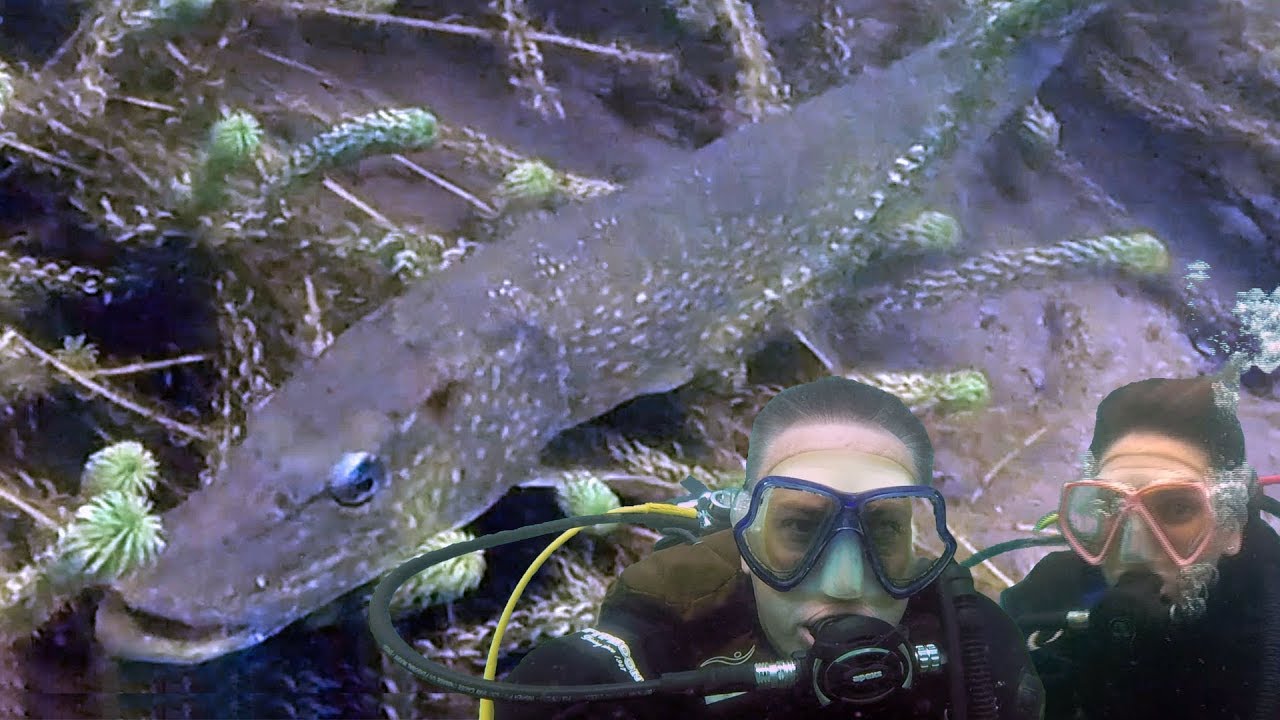 Big Pike, Baby Pike & The Wessex | Stoney Cove Dive - YouTube