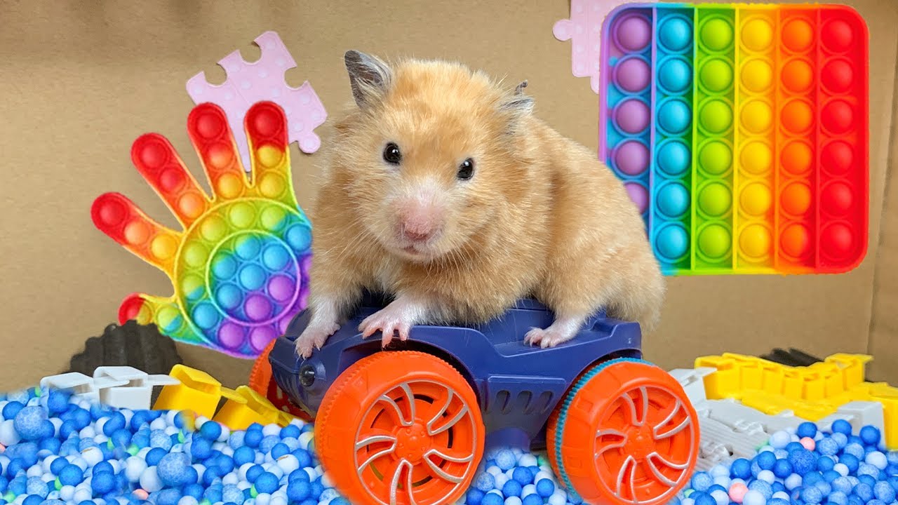 🐹 Cute Hamster Escapes the New Pop It Maze 🐹The Pool Maze for Pets🌈 ...