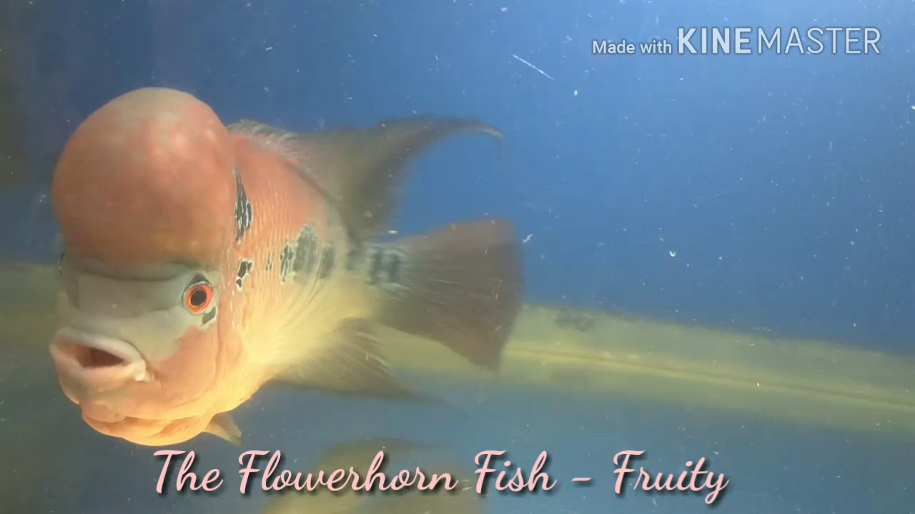 Flowerhorn Humpy Head Red Dragon Fish (HD) - YouTube