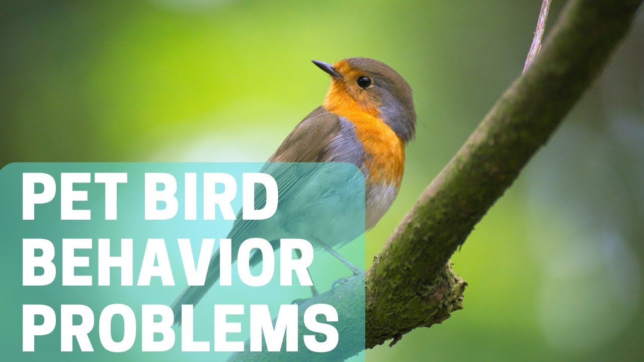 Pet Bird Behavior Problems - YouTube