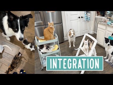 Cats and Dogs Integration 🐶🐱 - YouTube