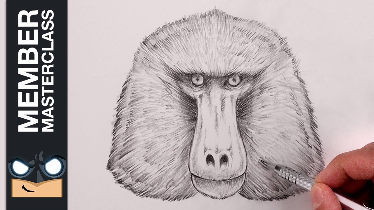 How To Draw a Baboon - YouTube