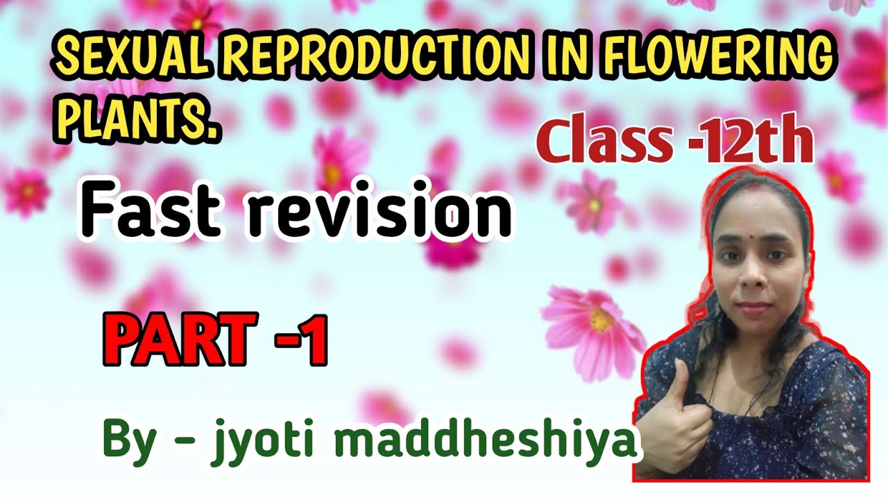 sexual reproduction in flowering plants|| very fast revision || ncert ...