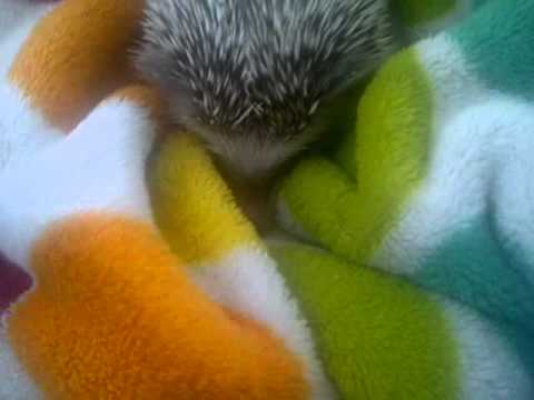 Silly Hedgehog - YouTube