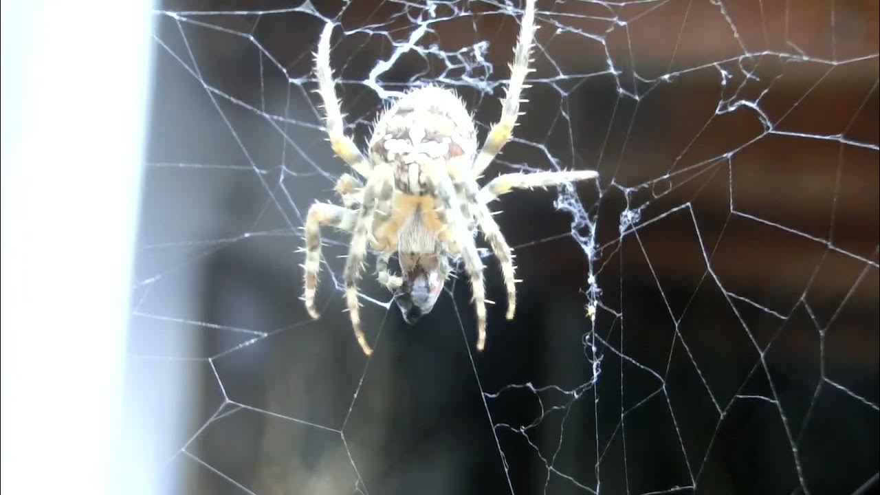 Pavouk opravář si opravuje pavučinu - YouTube