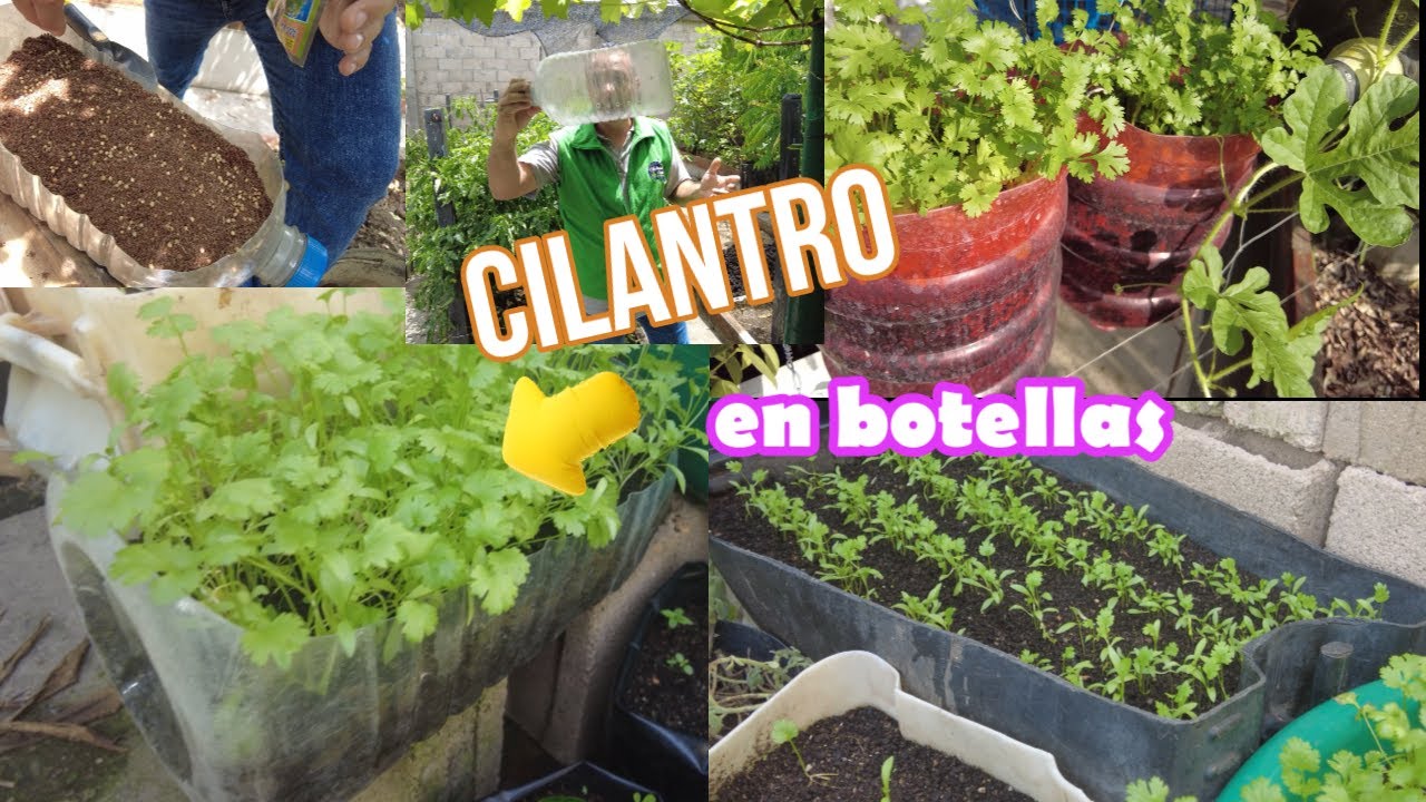 Como sembrar CILANTRO EN MACETA en CASA! Germina y crece rápido ...