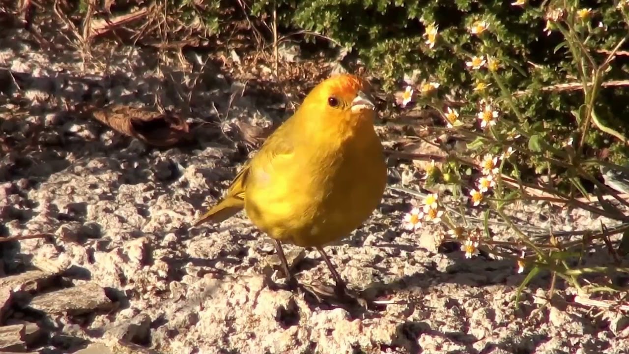 Canários no Riacho Grande - YouTube