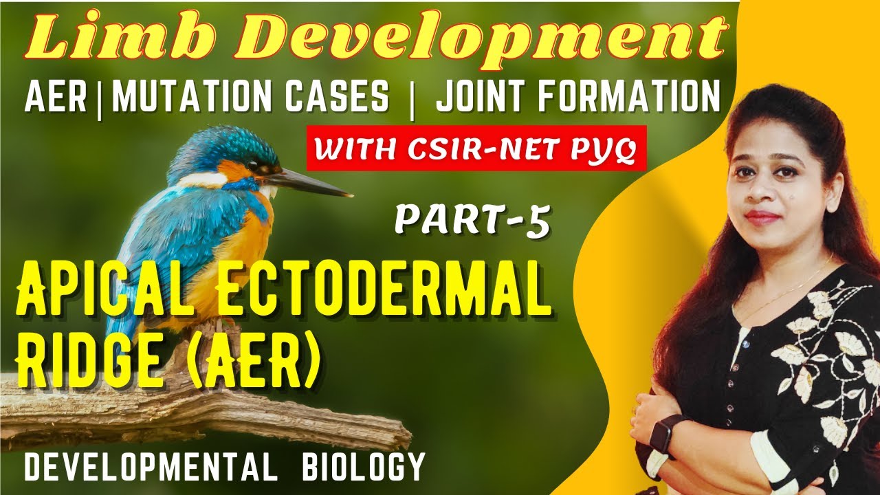 Limb Development in Vertebrates Part-5 | Apical Ectodermal Ridge (AER ...