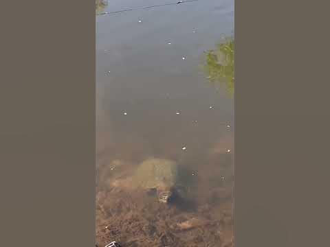 Watch me feed our giant alligator snapping turtle - YouTube