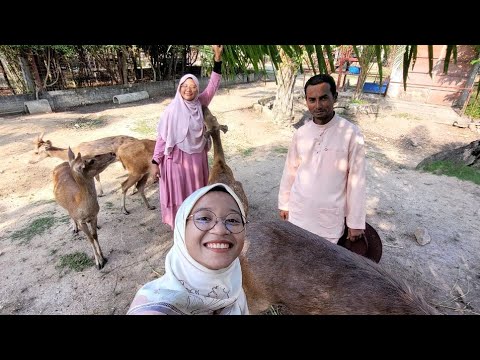 Beraya bersama Ladang Rusa Kampung Dusun! - YouTube