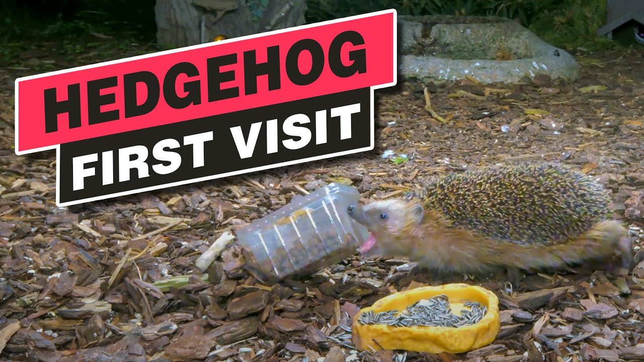 🦔 HEDGEHOGS ARE BACK! First Hedgehog in 2023 - Apr. 20, 2023 - YouTube