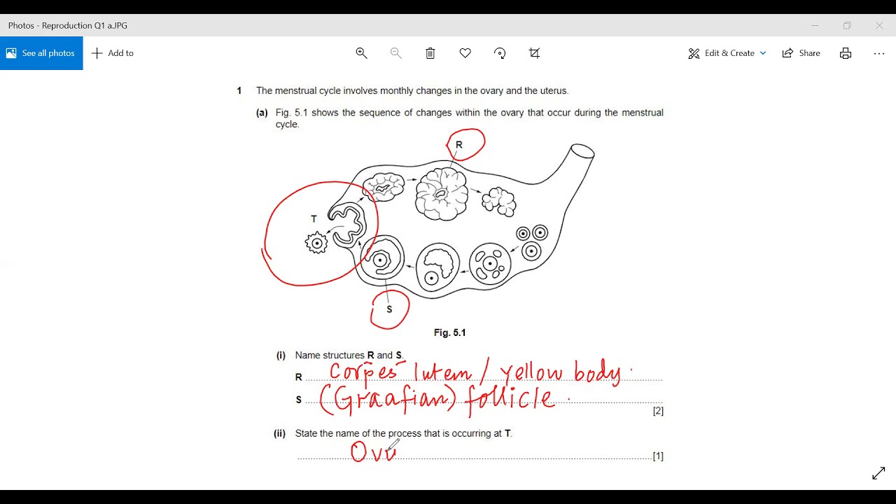 IGCSE| GCSE O level Biology lessons| Reproduction - Past year exam ...