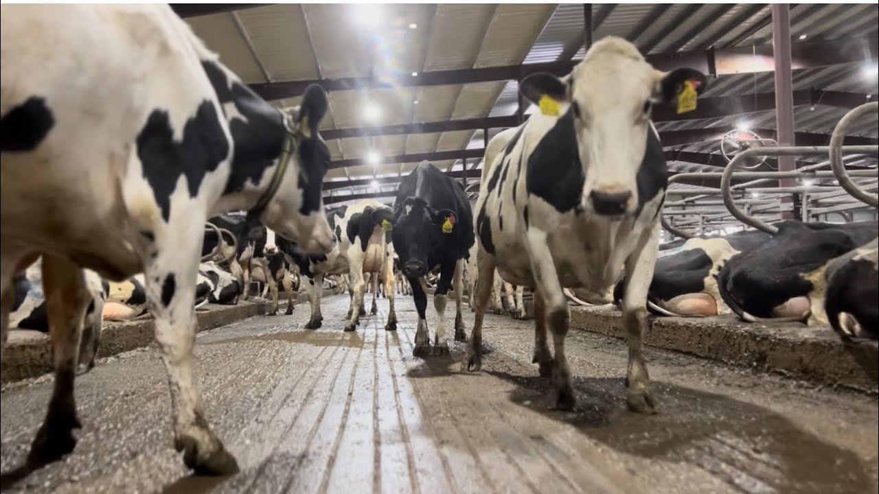 Vacas holstein de New York, muy contentas y felices, es todo lo que las ...