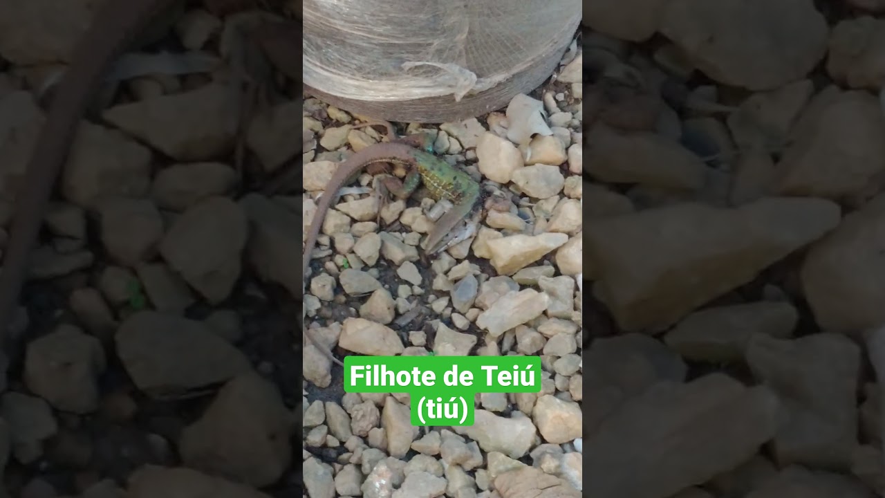 Filhote de Teiú (Tiú) - YouTube