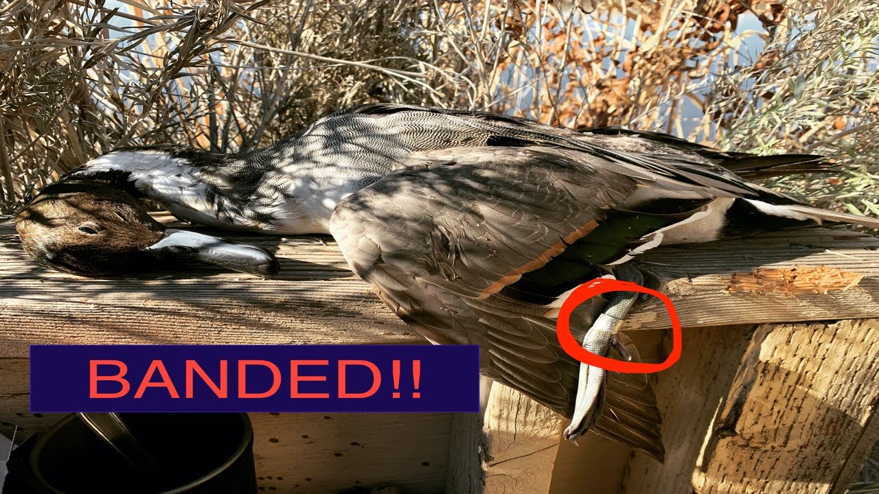 Tacticam footage and FIRST BANDED DUCK (PINTAIL) - YouTube