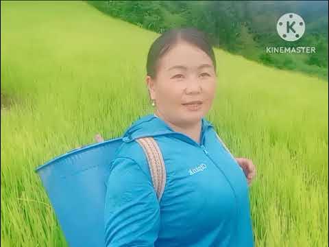 Hnub no mus ua teb dob niam thiab txiv nkaw li nroj nplej os 27/8/2024 - YouTube