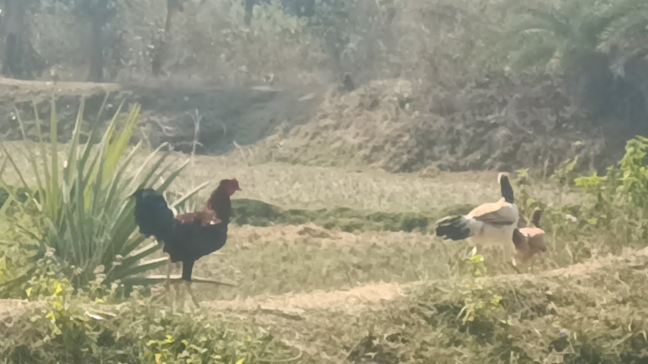 Deshi Murga Dance And World agriculture Chicken Motan Biriyani - YouTube