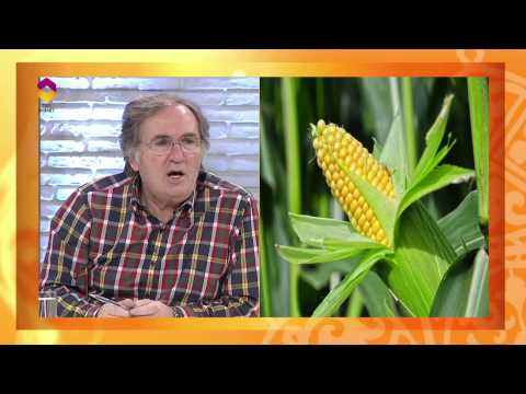 Lüpus Hastalığına Karşı Kür - DİYANET TV