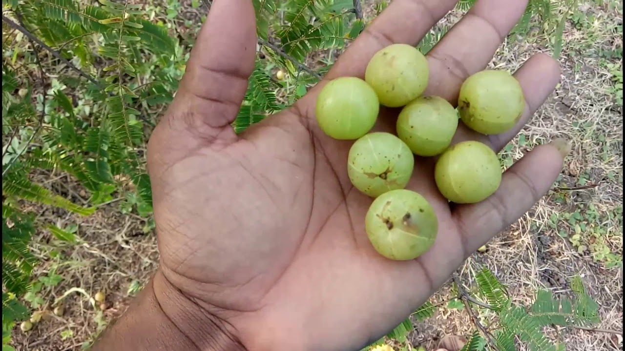 Usiri upayogalu in Telugu||usir uses in telugu|usiri chettu details in ...