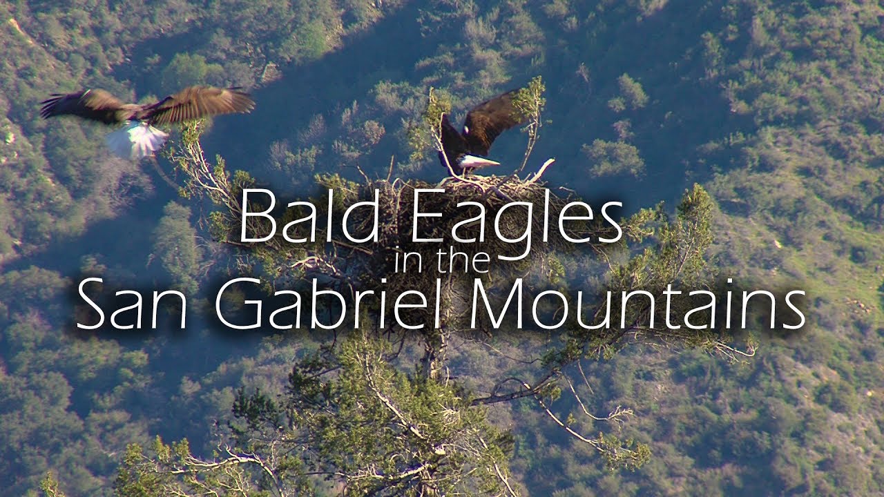 Bald Eagles in the San Gabriel Mountains (Azusa Canyon) - YouTube