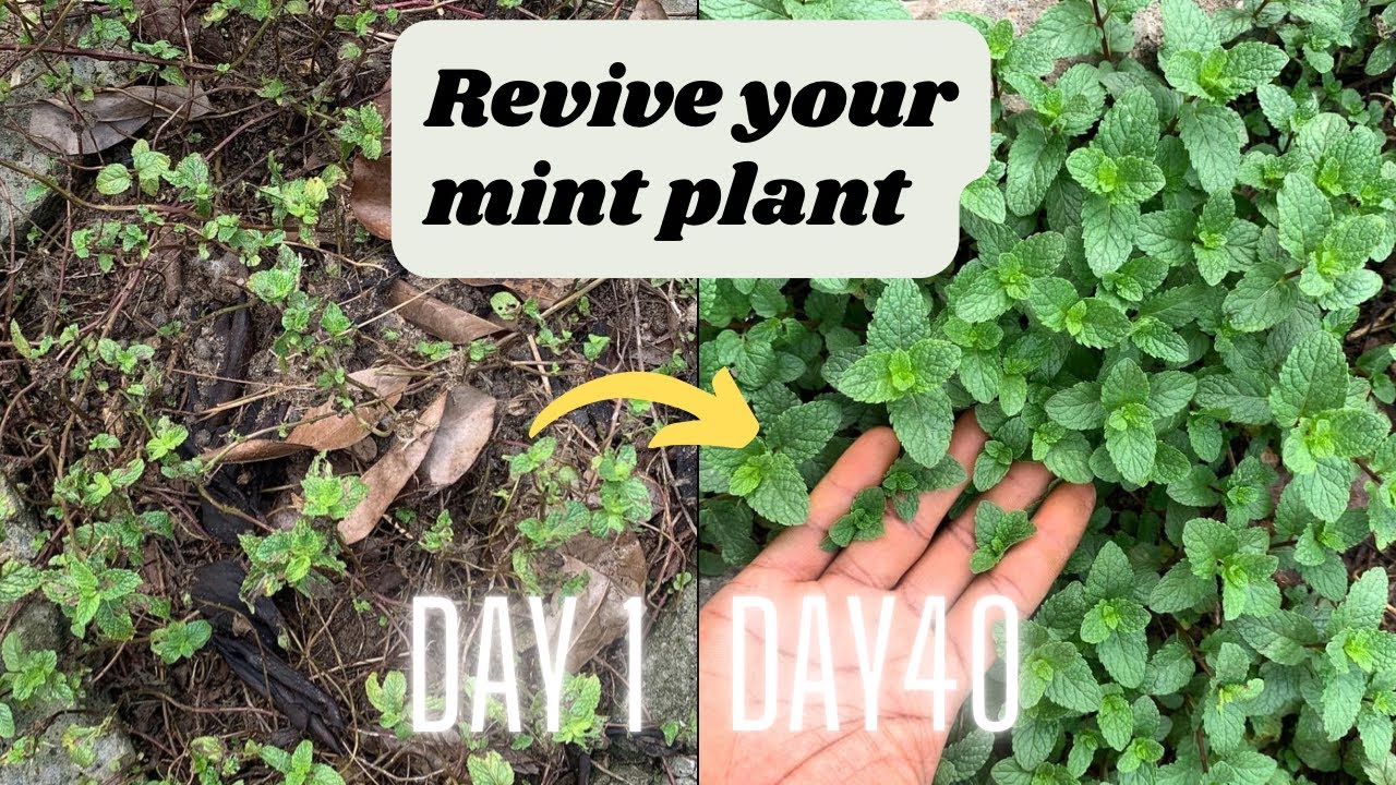 HOW TO (REVIVE) your MINT PLANT in 40 DAYS | Tips on #growing mint ...