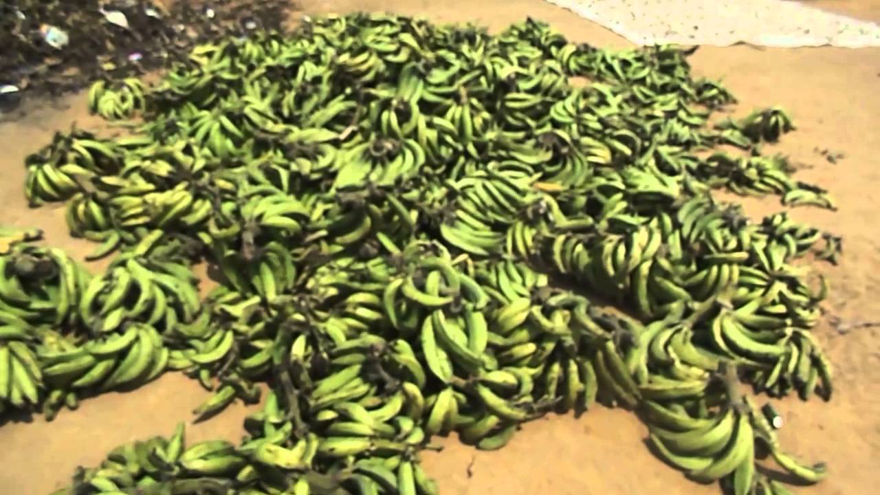 DRIED GREEN PLANTAINS - WA-YE PLANTAIN FARMS - YouTube