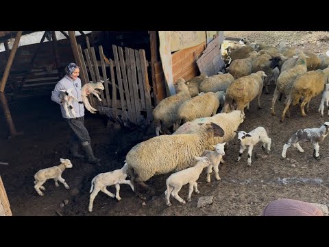 KAR YAĞMADAN ÖNCE KÖYDE HAYAT..
