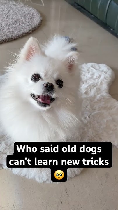Who said old dogs can’t learn new tricks 💪 🤨#dogs #cute #pomeranian #강아지 #포메라니안 - YouTube
